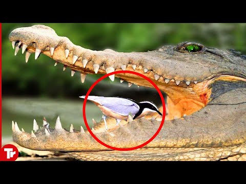 What Kind Of Bird Cleans Crocodile Teeth