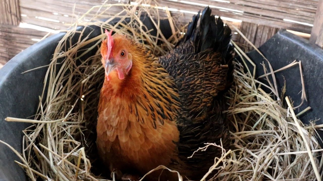 Our Hen Hatching Eggs | New Born Baby Chick's | Egg Hatching Video ...