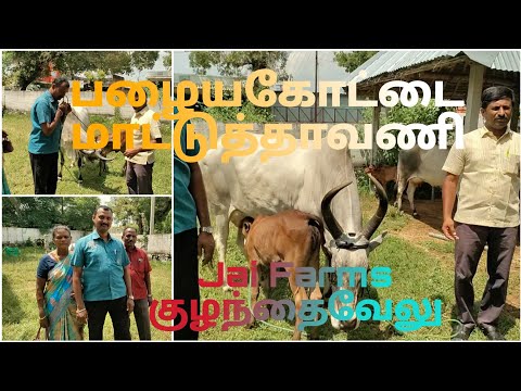 ₹66000 த்தில் தரமான மாடு - Jai Farms  Palayakottai mattu santhai