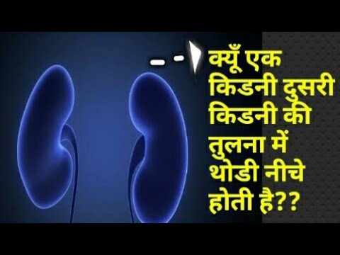 Why right kidney is slightly lower than left kidney?|explained in hindi ...