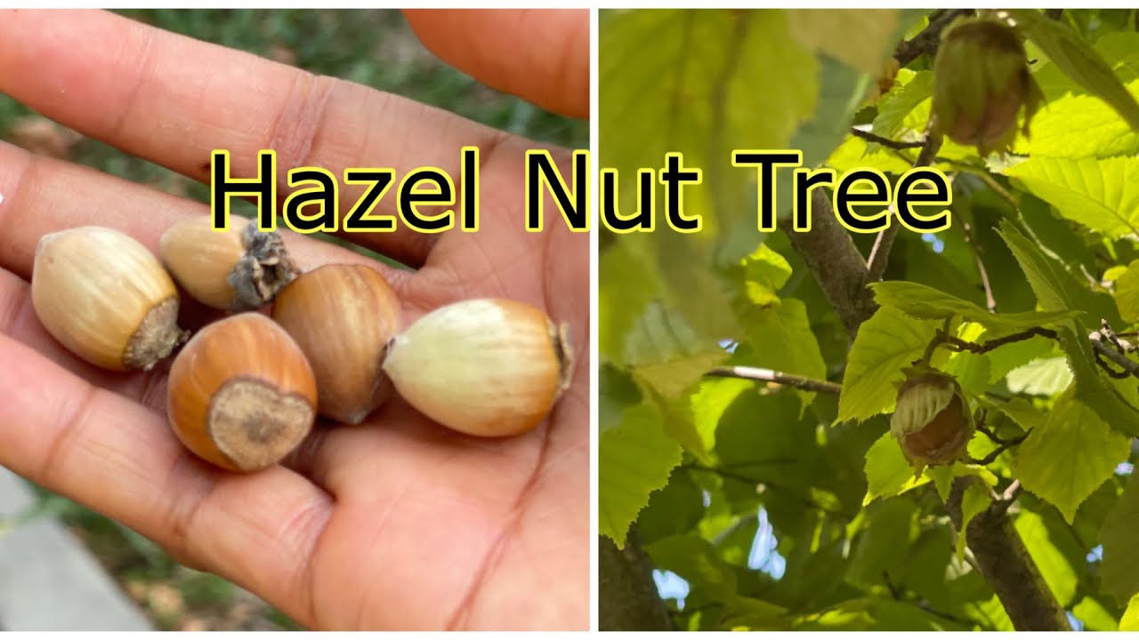 Hazel Nut 🌰 Tree How it looks like | Exploring Romania Europe Nut Tree ...