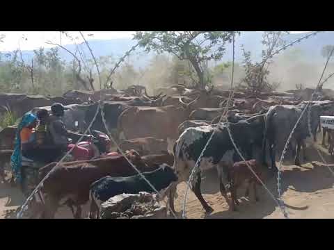 penampakan siang ini ,GEROMBOLAN SAPI MELINTAS. - YouTube