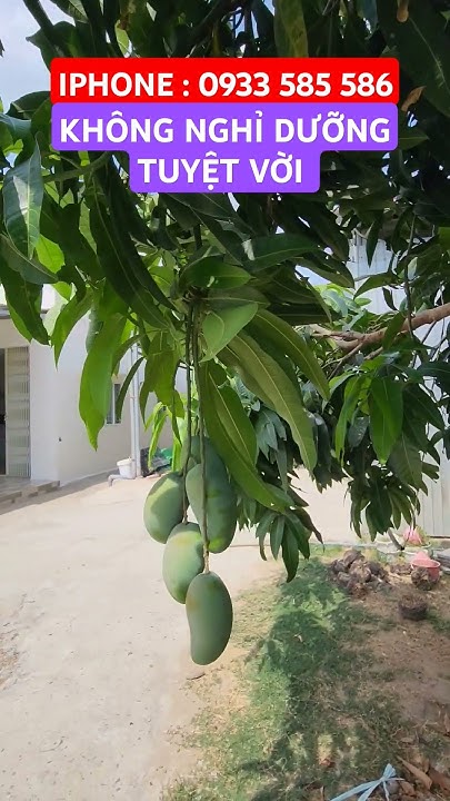 MS:2158 Không nở bán nhà vườn tâm quyết thổ cư 300m2 hồ bơi...LH:0933 585 586#shorts - YouTube