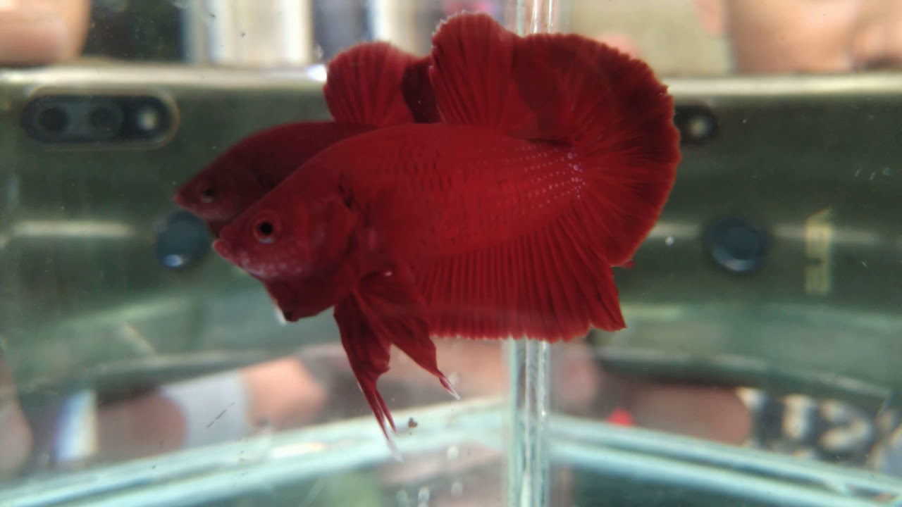 BETTA SUPER RED!!! || CUPANG RED SOLID YANG EKSOTIS.. - YouTube