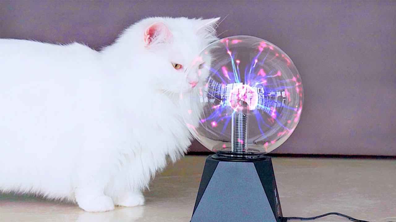 Can Cats Touch Plasma Ball? - YouTube