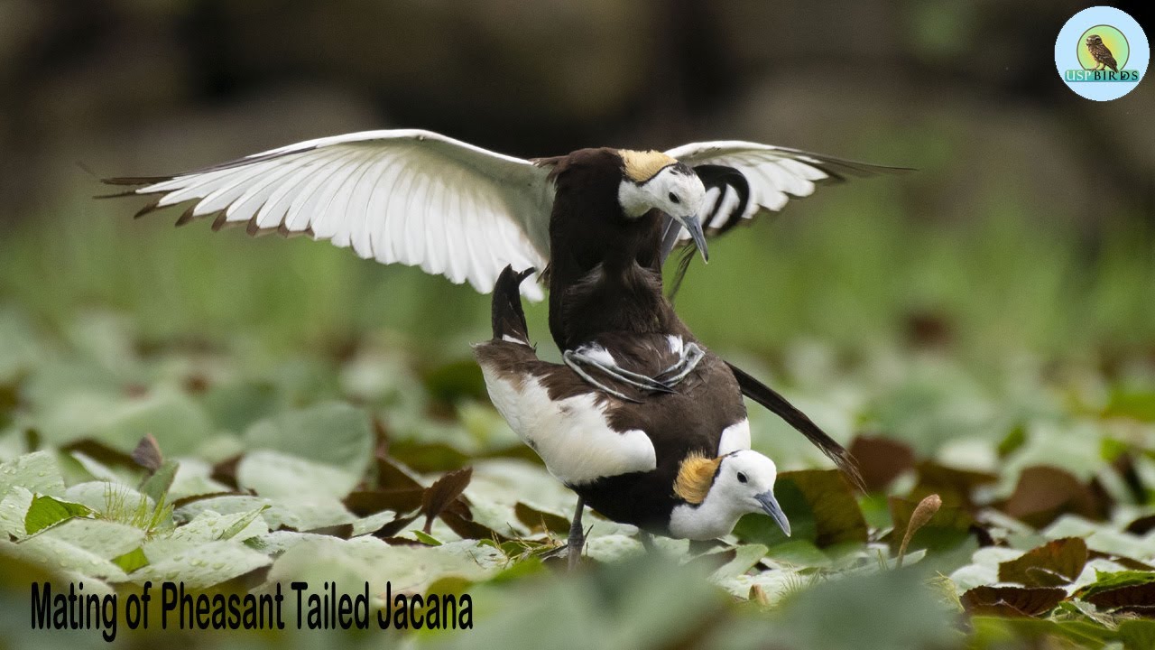 Mating of Pheasant Tailed Jacana । USP BIRDS । 2020 Wildlife ...