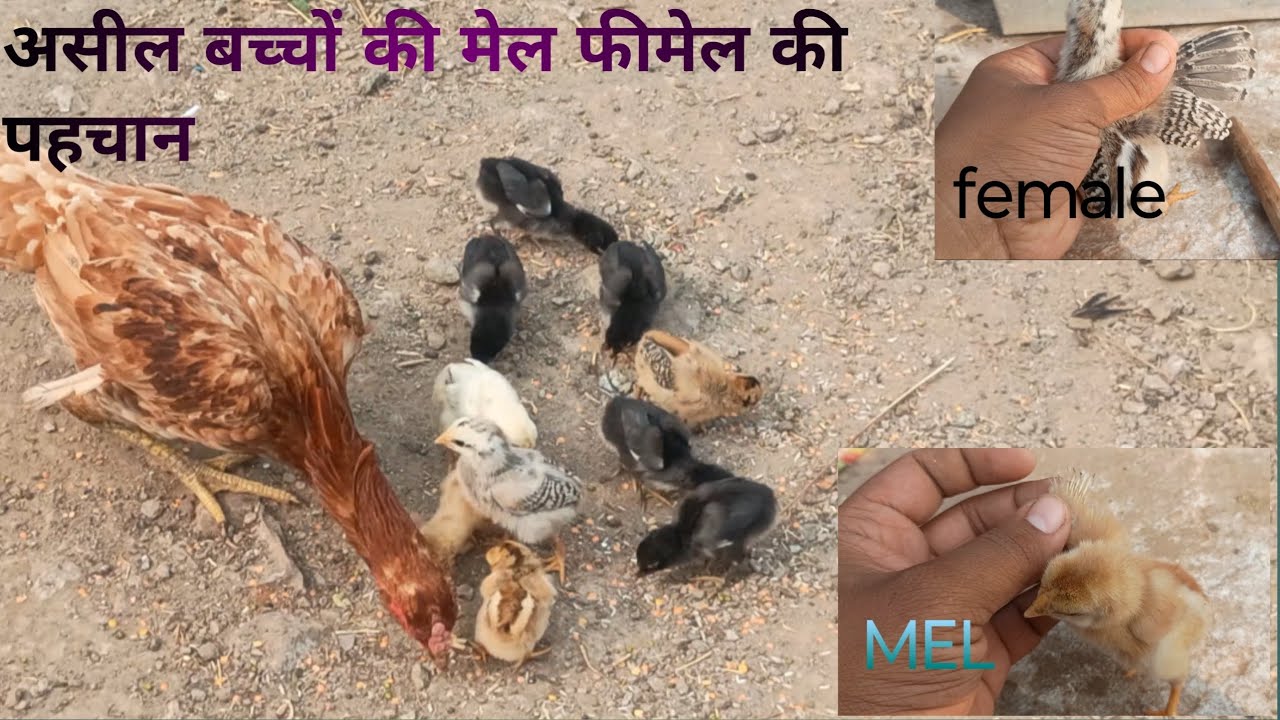 असील बच्चों की पहचान//How to identify aseel children whether they will ...