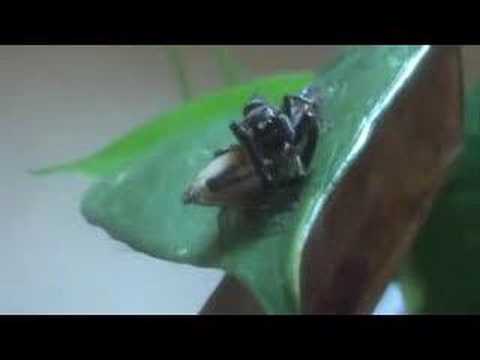 Large Jumping Spider Mating - Bavia Species - YouTube