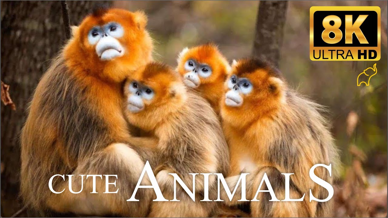 CUTE ANIMALS 8K ULTRA HD - YouTube