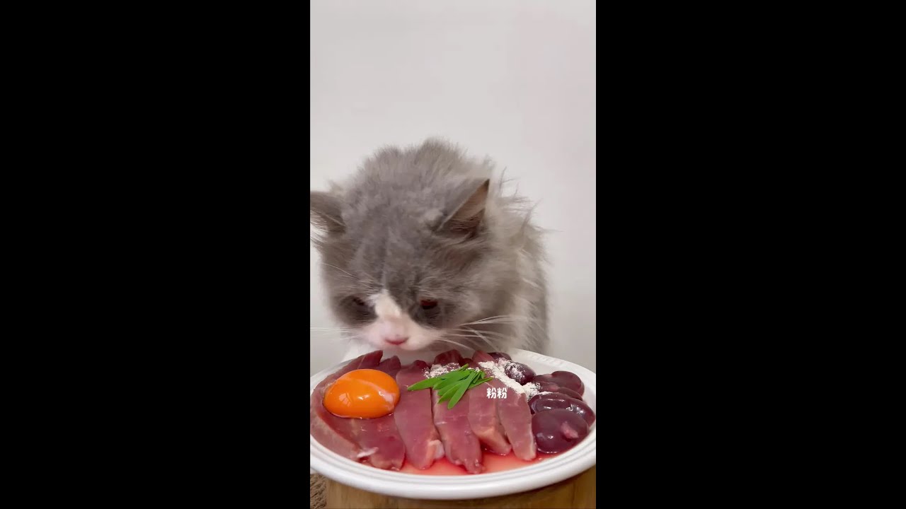 Mimi canteen serving! Cat eating broadcast everything lovely cat feed ...