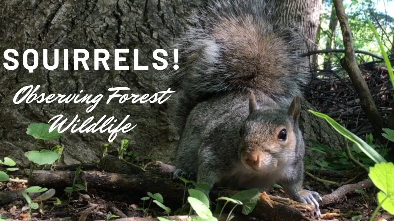 Squirrel Watch: Observing Forest Wildlife, Cat TV, Birds for Cats to Watch, Dog TV Squirrel ...