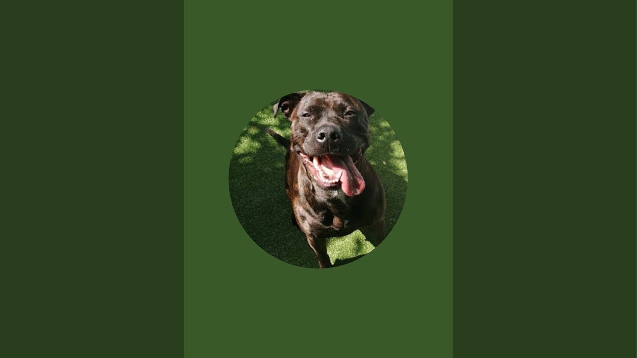 Pablo and Missy in the swimming pools - YouTube