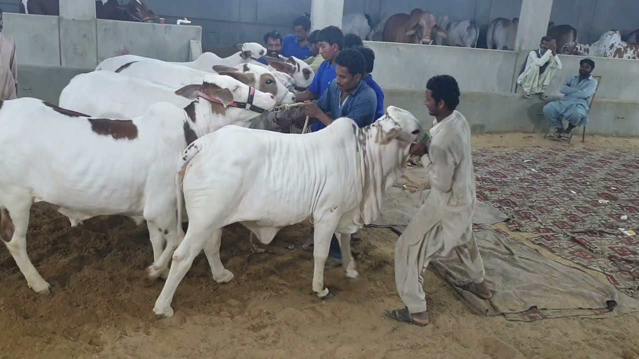 Beautiful Cattle Collection of Alpha Cattle Farm Filmed by Samsung S9 ...