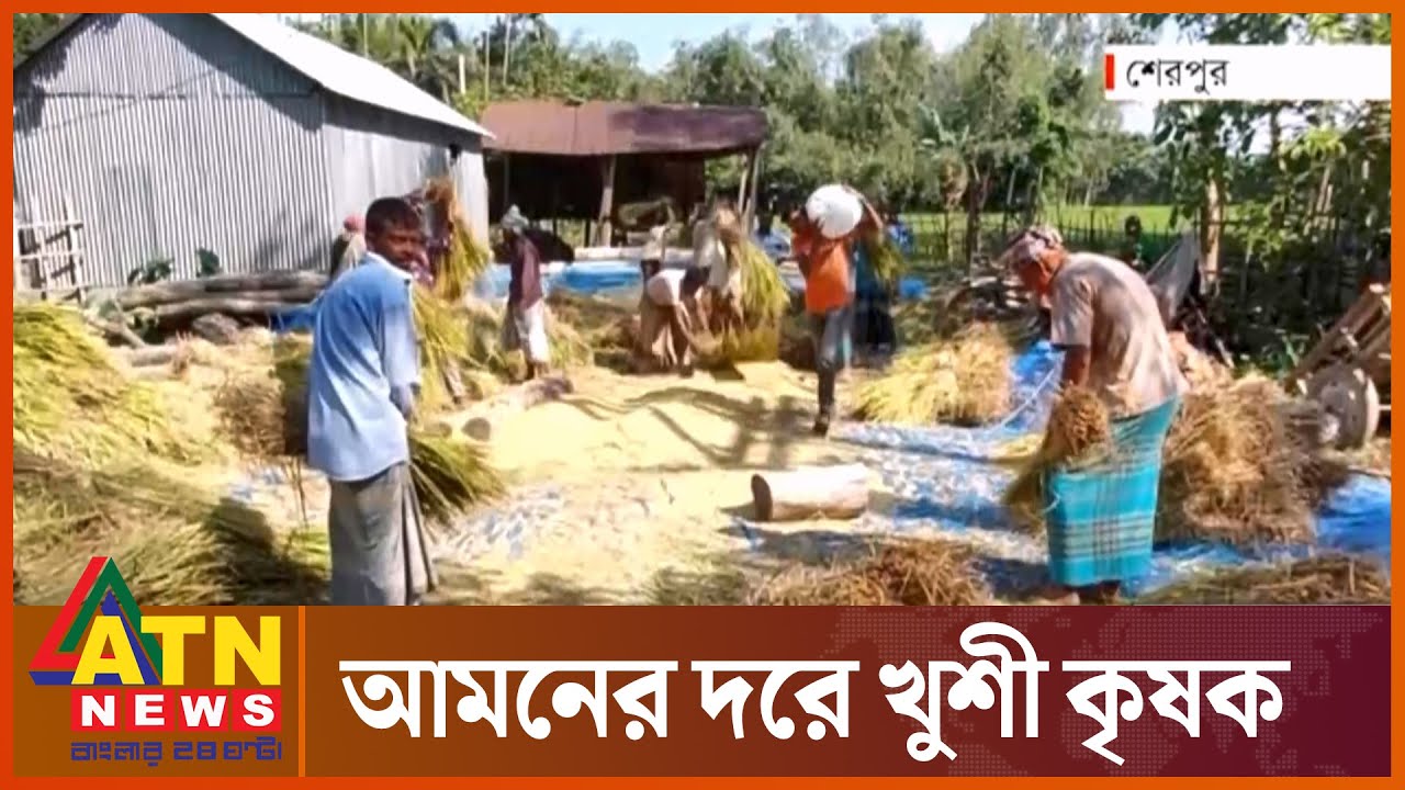 আগাম আমন ধান কাটার উৎসব | Sherpur Amon Dhan | ATN News - YouTube