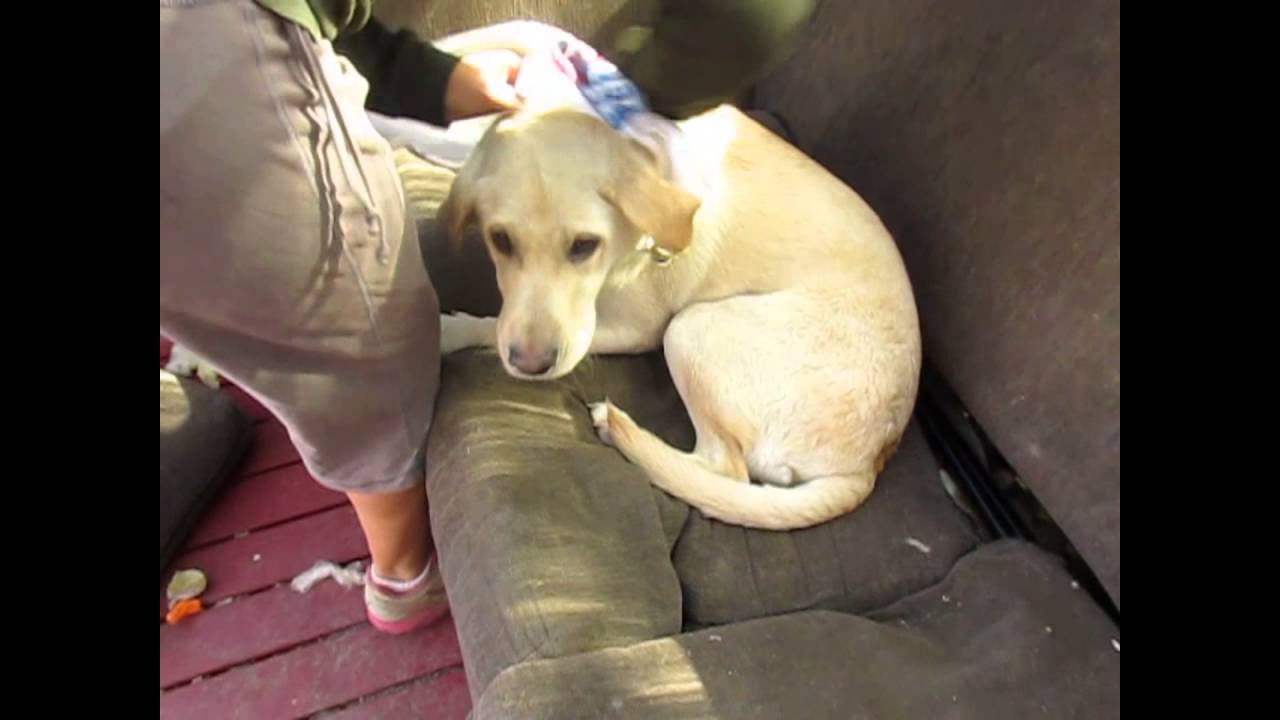 PET Me Dry Dog Chamois ... Lab Testing - YouTube