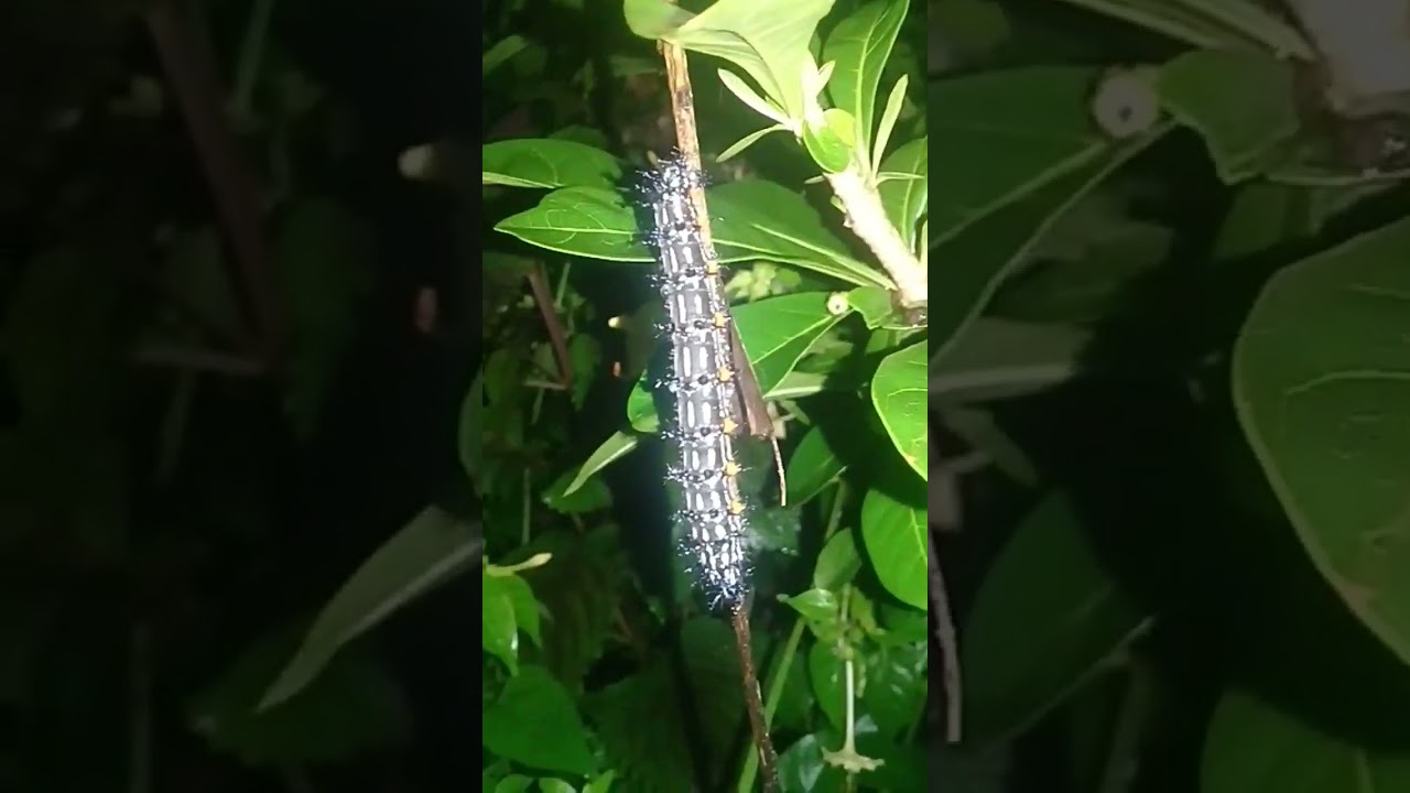 Ulat Serit#short - YouTube