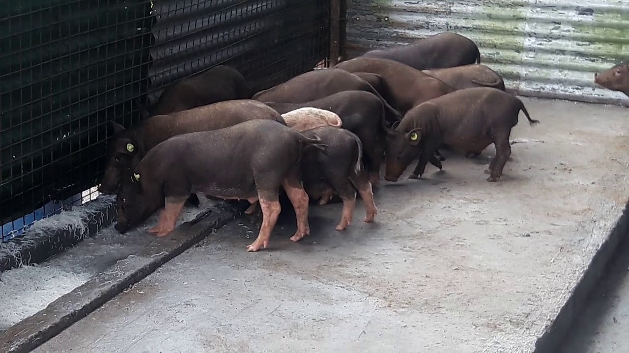ECOPIGS "the purebreed Philippine Native Pigs - YouTube