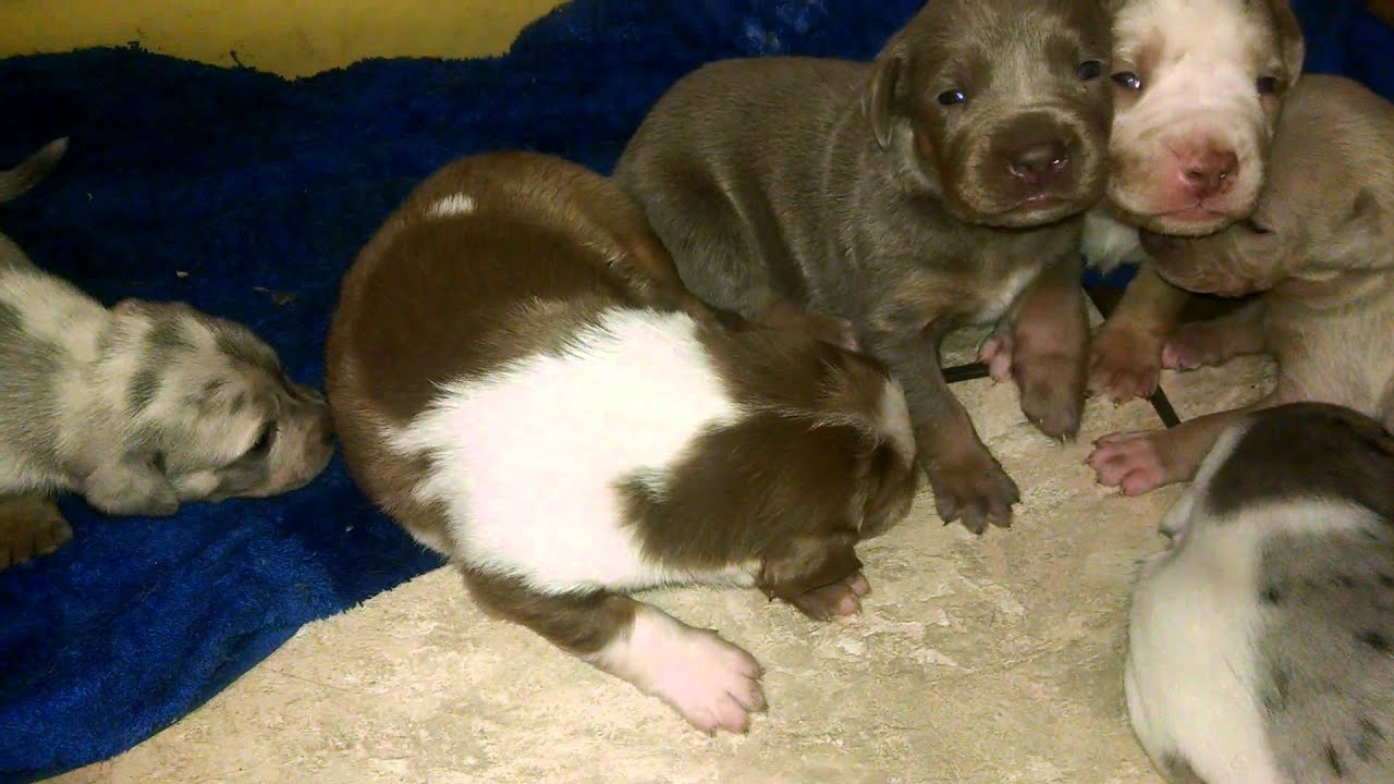 Catahoula Puppies March 9th, 2015 #2 - YouTube