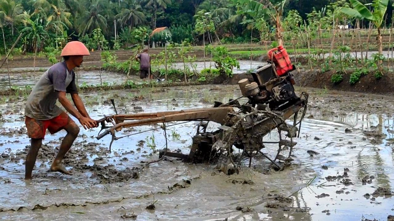 Traktor sawah meratakan lahan garapan menggunakan mesin dompeng - YouTube