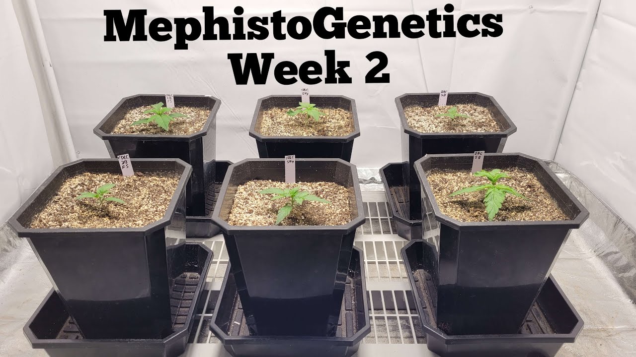 Mephisto Run week 2 - AutoFlower Growing & Breeding S7E08 - w/marshydro ...