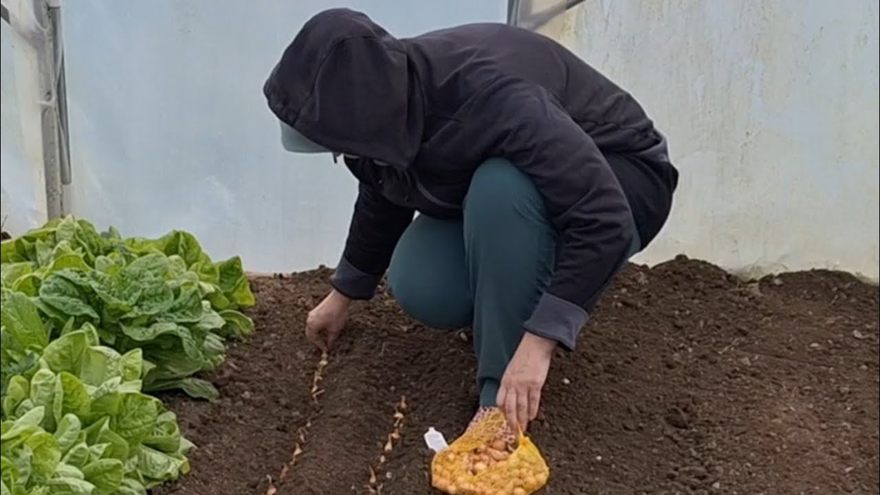 Došlo je vrijeme da se uhvatim motike😅 posadila sam luk,špinat,promjenila šlaufe u plasteniku😊 ...