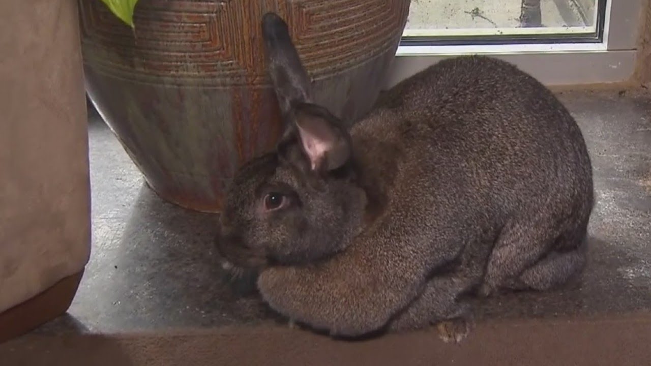 Wild Wednesday: Rabbit Ready For Fort Worth Zoo Run - YouTube