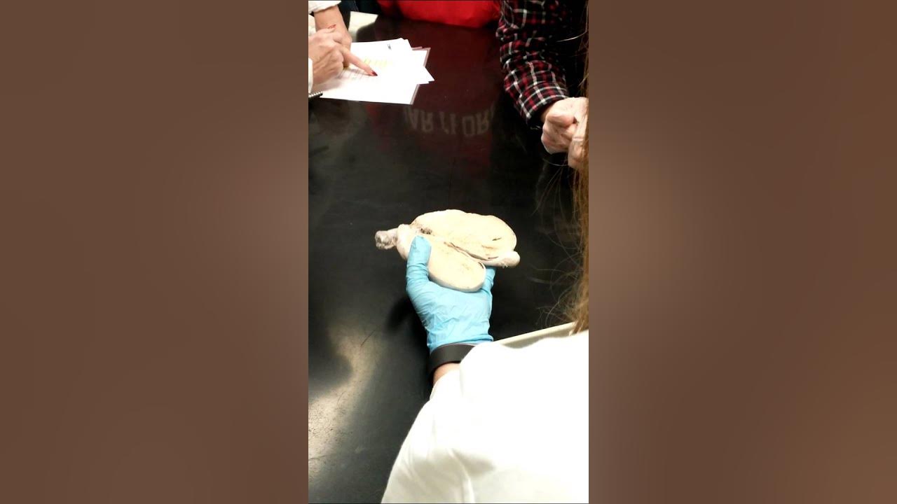 Bull Testicle Anatomy Youtube