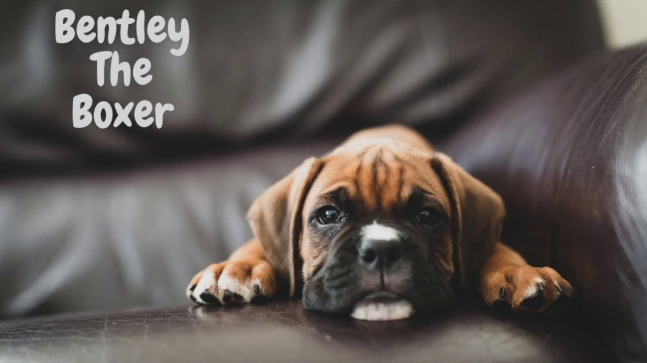 Bentley The Boxer Dog Waking Up Very Cute - YouTube