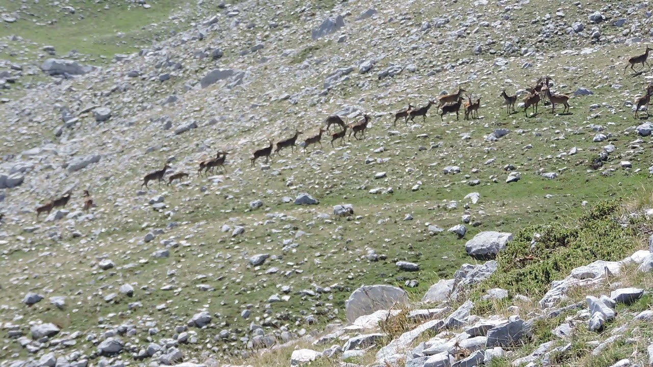 cervi ai biscurri - YouTube