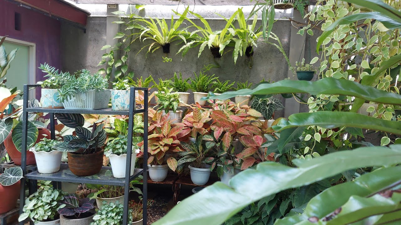 menata tanaman hias baru di halaman depan | jadi lebih asri - YouTube