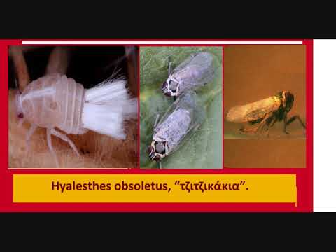 ΑΣΘΕΝΕΙΑ ΛΕΒΑΝΤΑΣ Candidatus Phytoplasma solani ΜΑΡΘΑ ΣΤ.ΚΑΠΛΑΝΟΓΛΟΥ ...