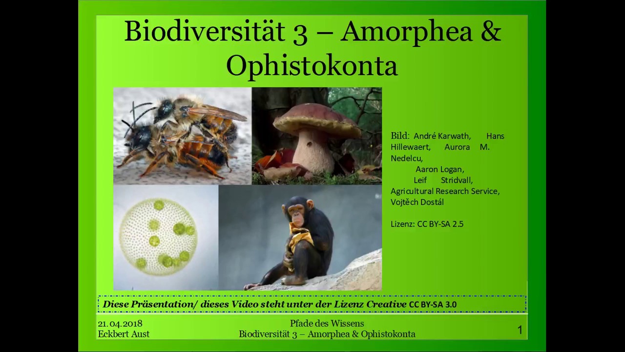 Biodiversität 3 - Amorphea & Ophistokonta - YouTube