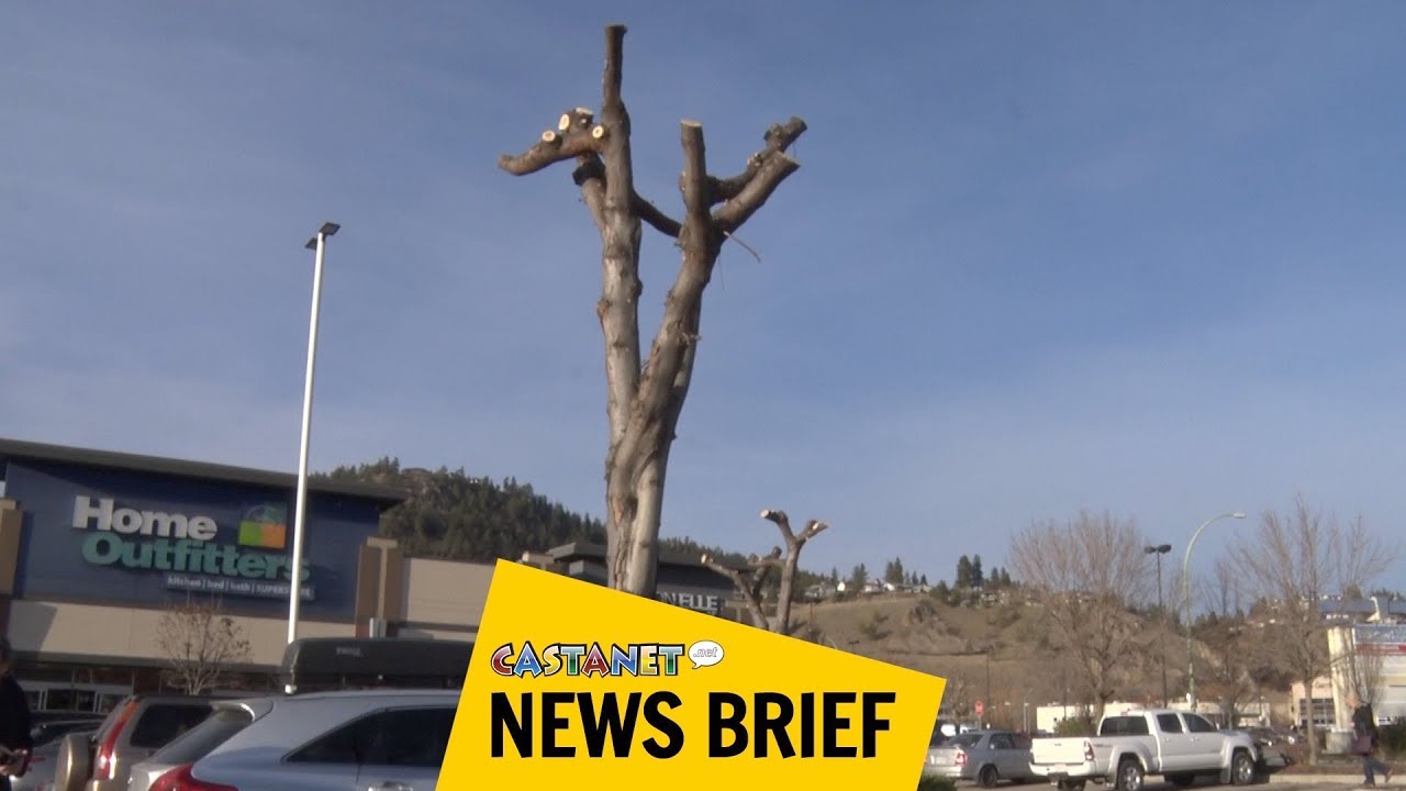 Tree hack job leaves eyesore - YouTube