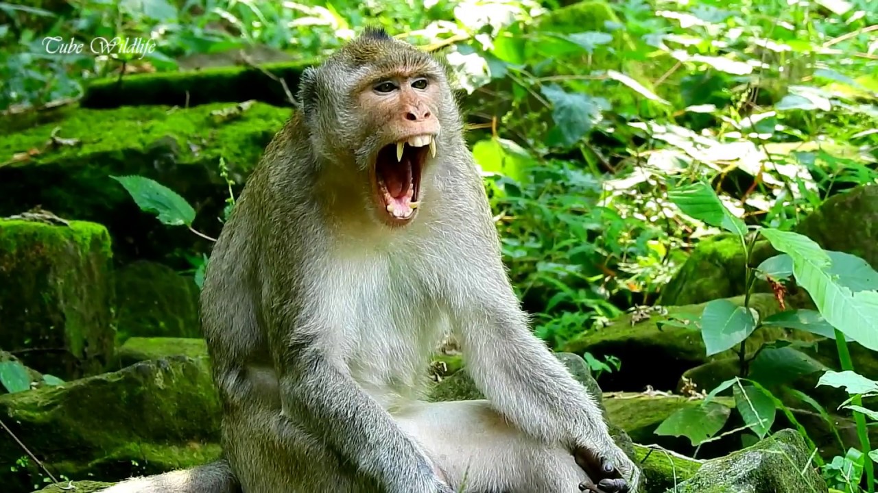 Monkey Santra feeling ashamed of what he did to troop members - Santra ...