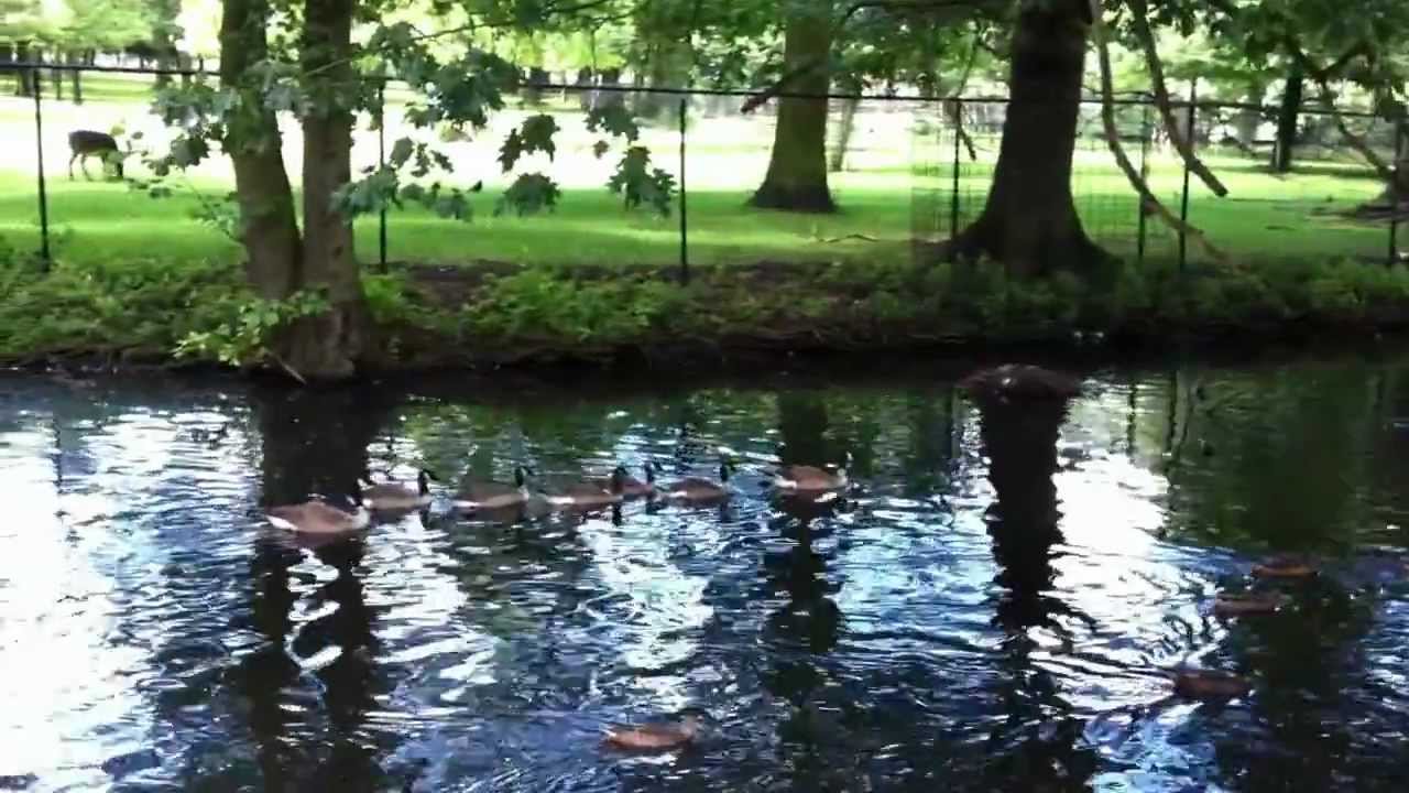 Tourist ducks hanging out in The Hague - YouTube