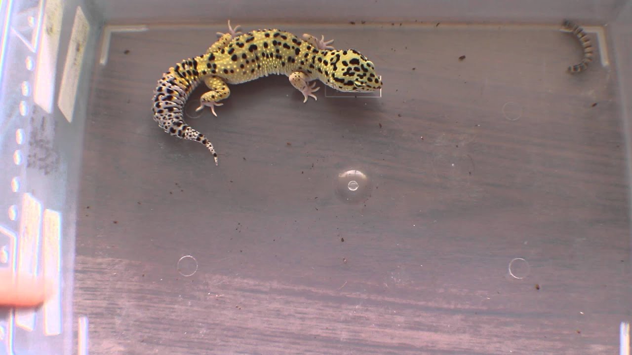 SNAKE EYED ECLIPSE FEMALE LEOPARD GECKO DECEMBER 2015 - YouTube