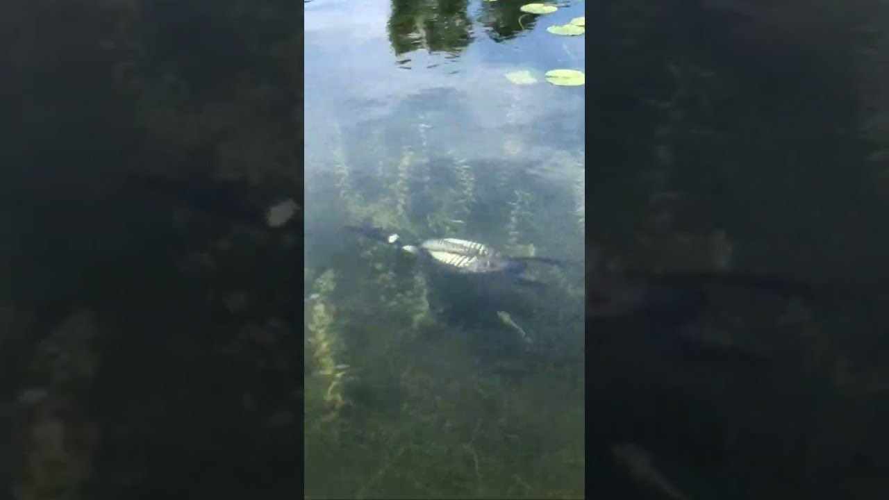 Rare Footage of Loon Swimming Underwater || ViralHog - YouTube