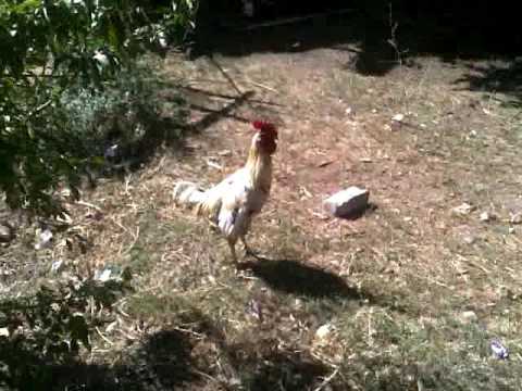 çocukları kovalayan horoz