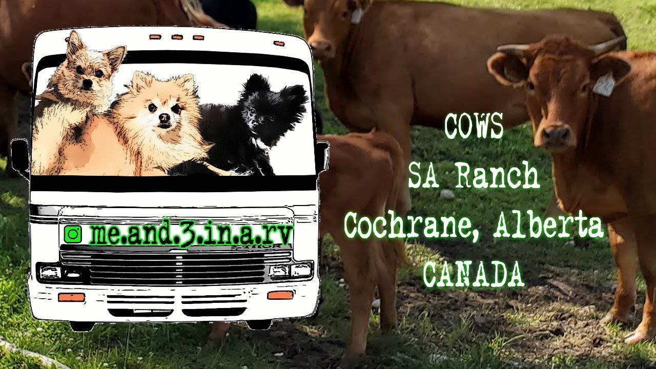 Me & 3 in a RV - Cows - YouTube