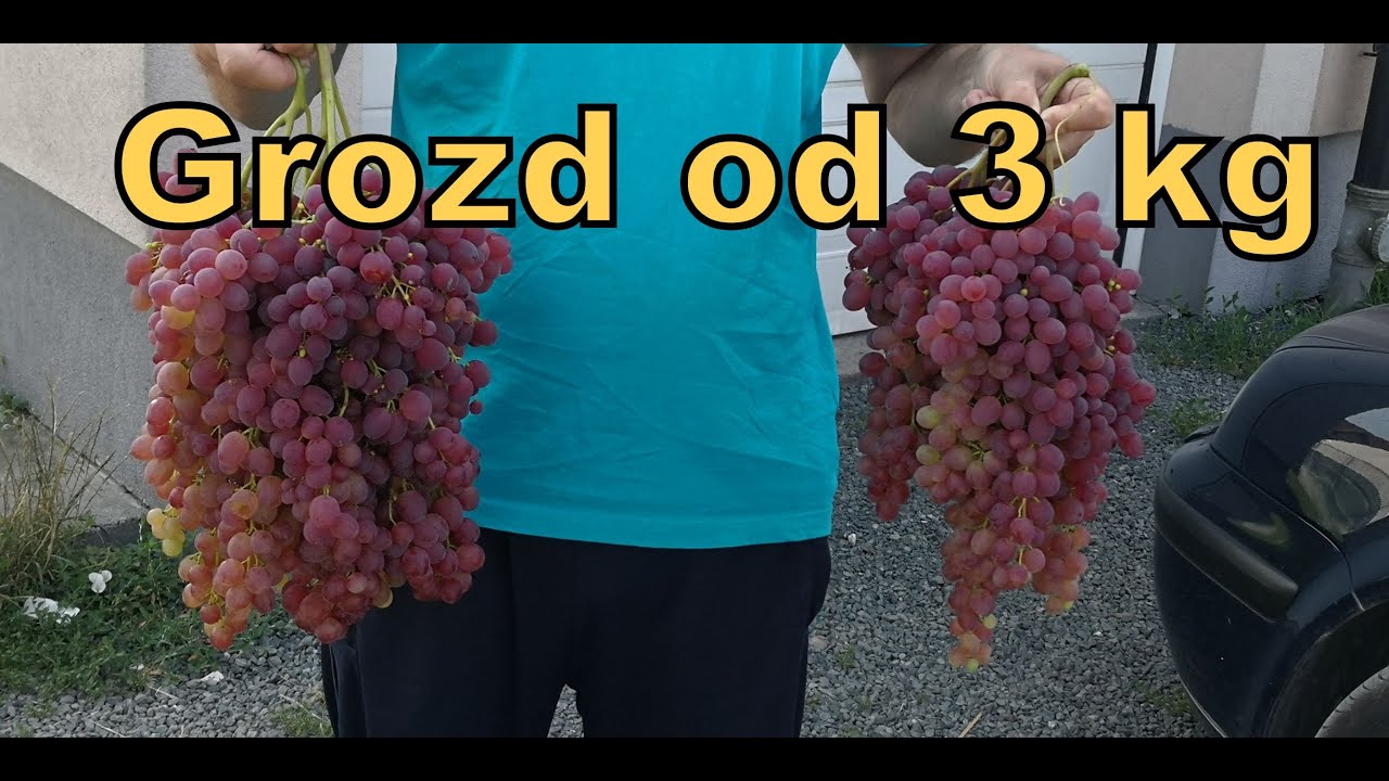 Grozd od 3 kg - YouTube