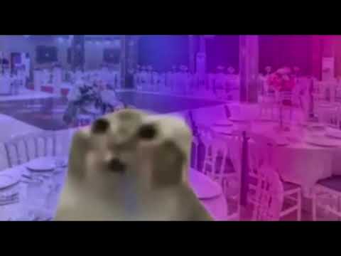 Salak Kedi - Kim Ne Derse Desin (Tam Versiyon)