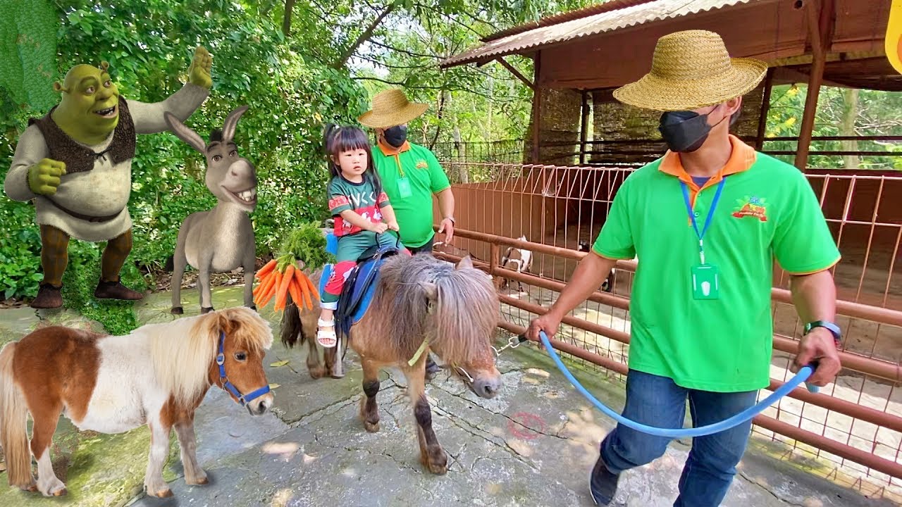 Naik Kuda Mini Lucu dan Kasih Makan Keledai Mirip Film Shrek - Kuda ...