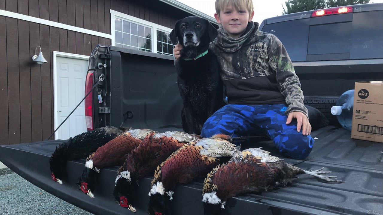 Trumpeter Swans & Convocation of Predators - YouTube