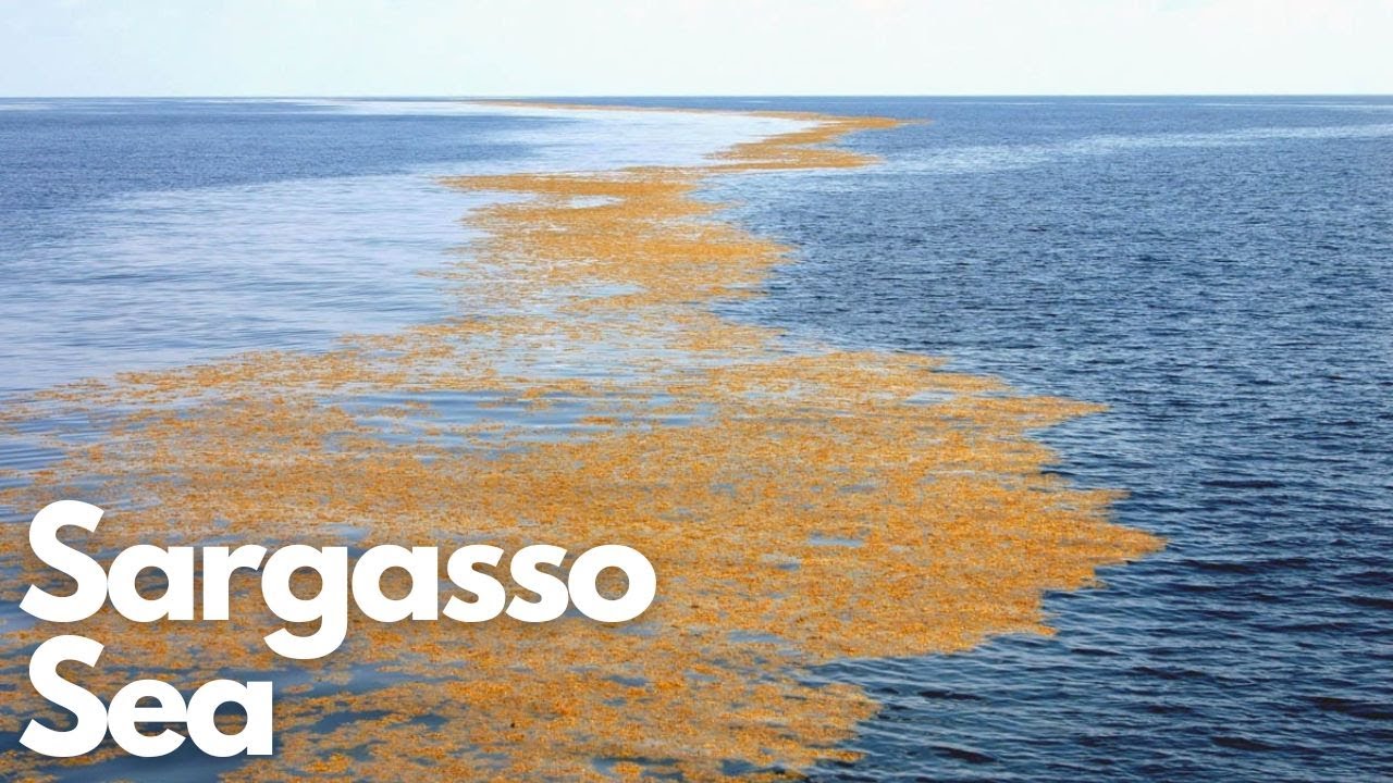 Exploring the Mysteries of the Sargasso Sea - YouTube