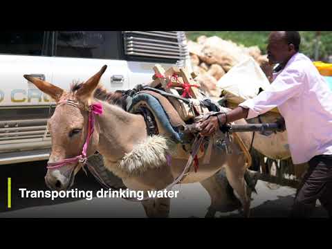 International Working Animal Day 2020 | SPANA