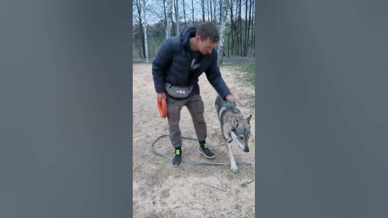 Влчак на ОКД игры влчак волк Youtube