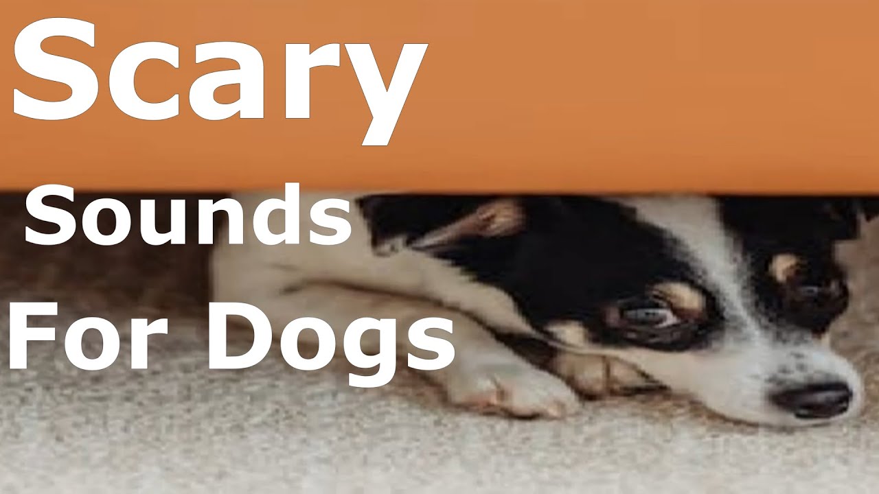 Scary Sounds To Make Your Dog Scared | Dog Scared Sound Effect To Make ...