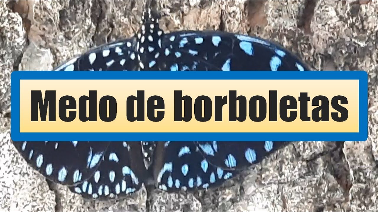 MEDO DE BORBOLETAS!!! Lepidopterofobia e Motefobia - YouTube