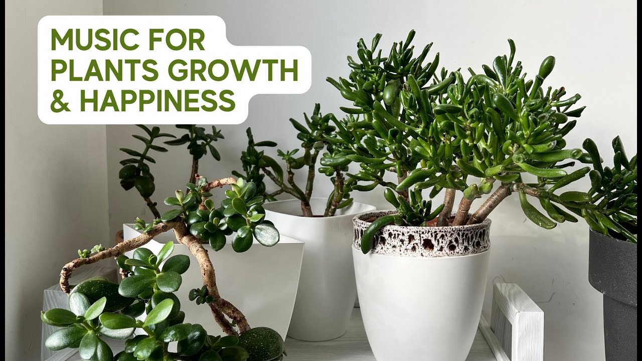Music for Plants | Stimulate Plants Growth and Happiness with Soothing ...
