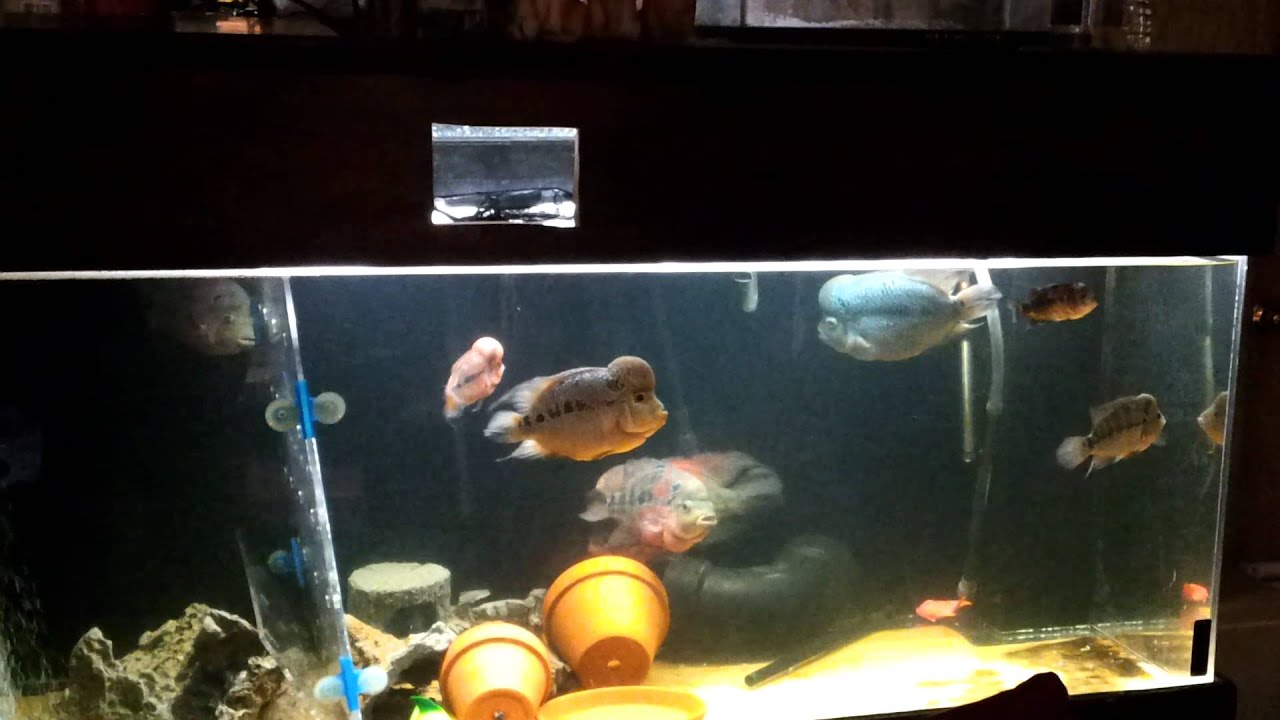 Flowerhorn community tank - YouTube